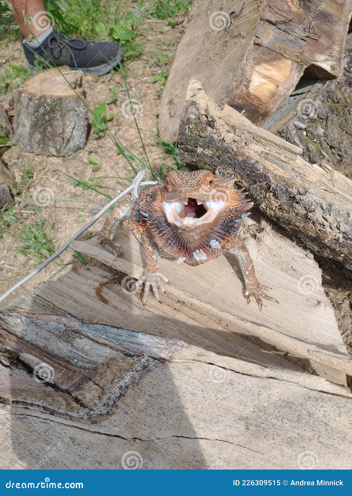 Say ahhh ahh stock image. Image of bird, formation, branch - 226309515