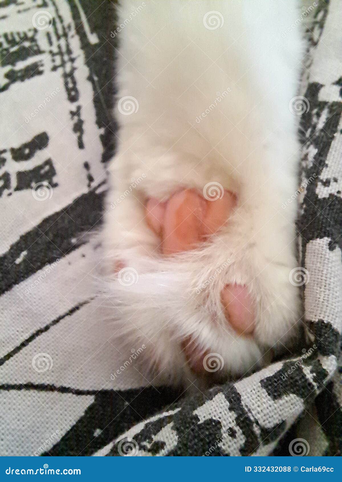 Say hello with your paw stock photo. Image of hello - 332432088