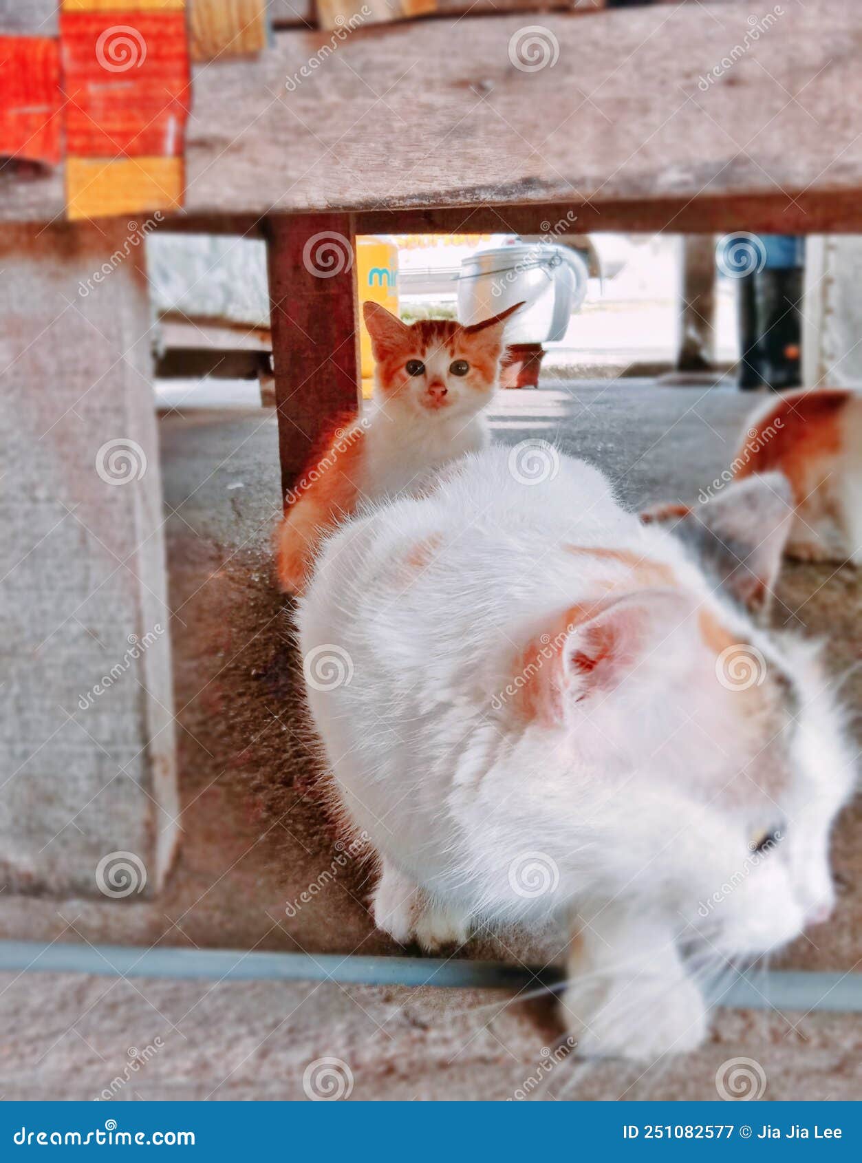 Say hi to my dear kitten stock image. Image of kitten - 251082577