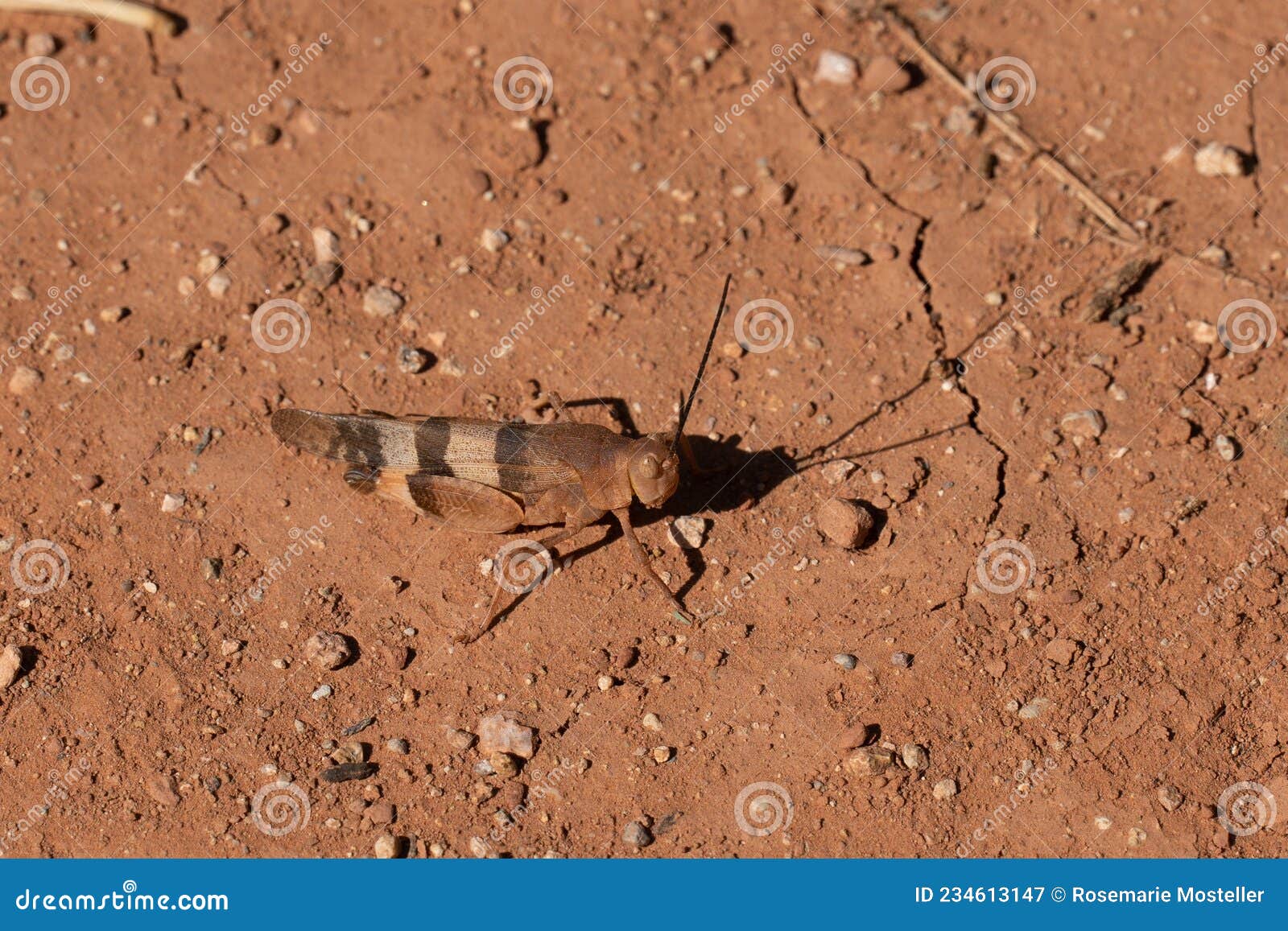 Spharagemon Stock Photos - Free & Royalty-Free Stock Photos from Dreamstime