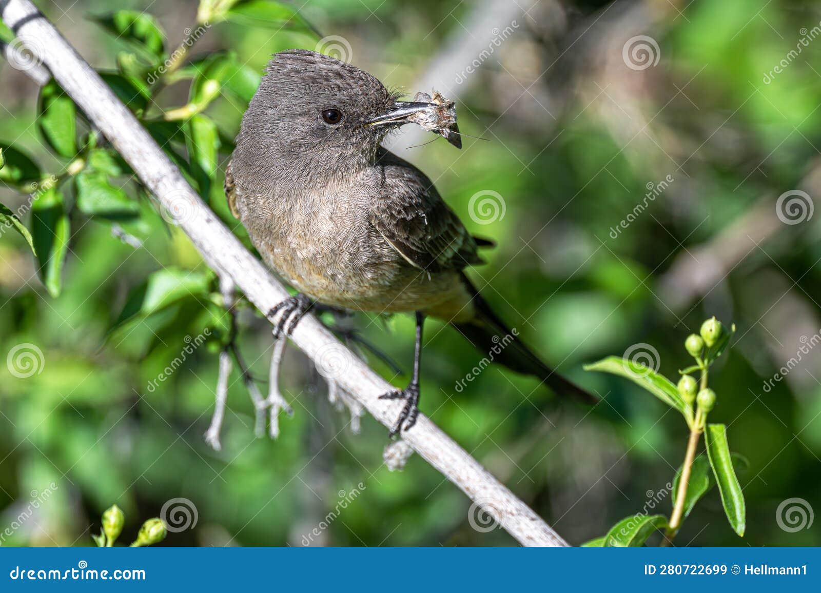 Say s Phoebe with Catch stock image. Image of ravenous - 280722699