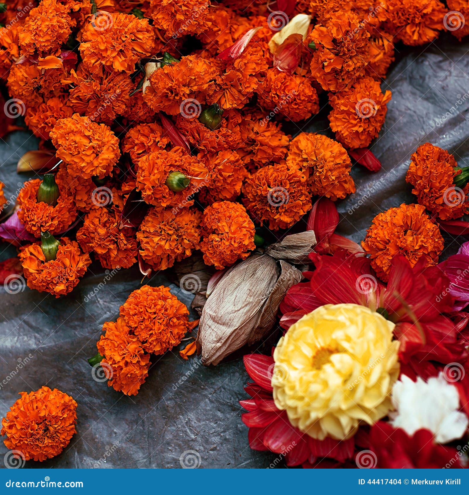 Sayapatri stock photo. Image of pudja, flowers, nepal - 44417404