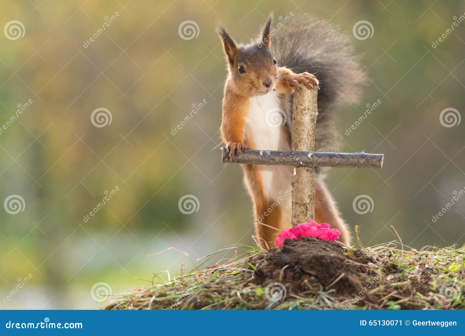 Saying goodbye stock image. Image of plant, bright, moss - 65130071