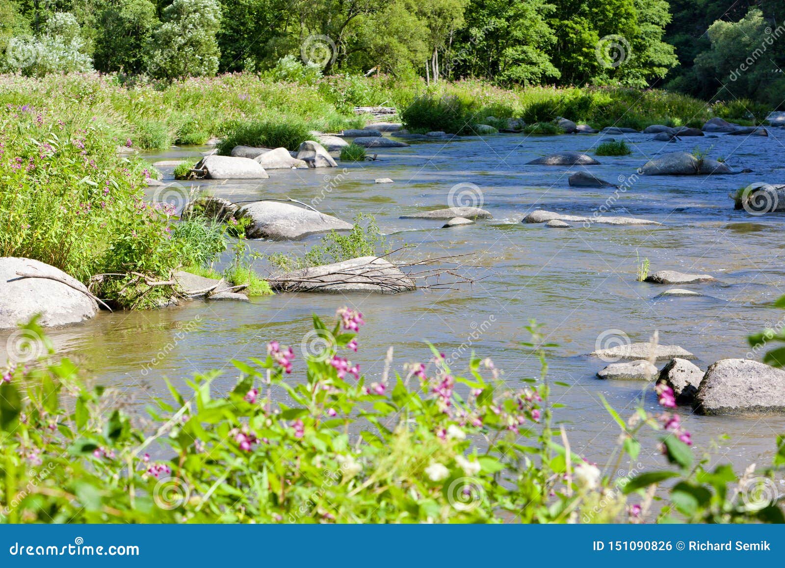 Sazava River, Czech Republic Stock Photo - Image of flora, landscape ...