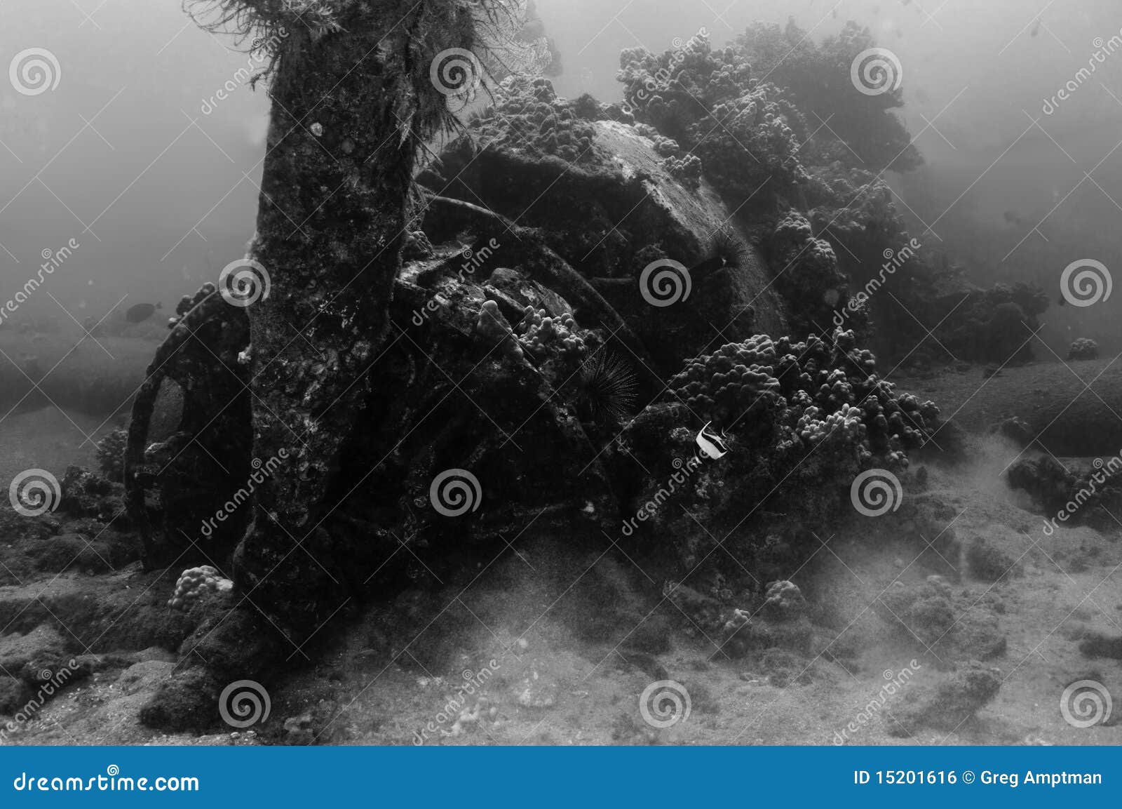 SB2C Helldiver stock photo. Image of sand, underwater - 15201616