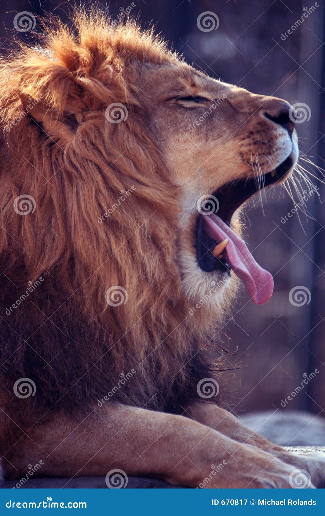 Sbadigli maschii del leone immagine stock. Immagine di africa - 670817