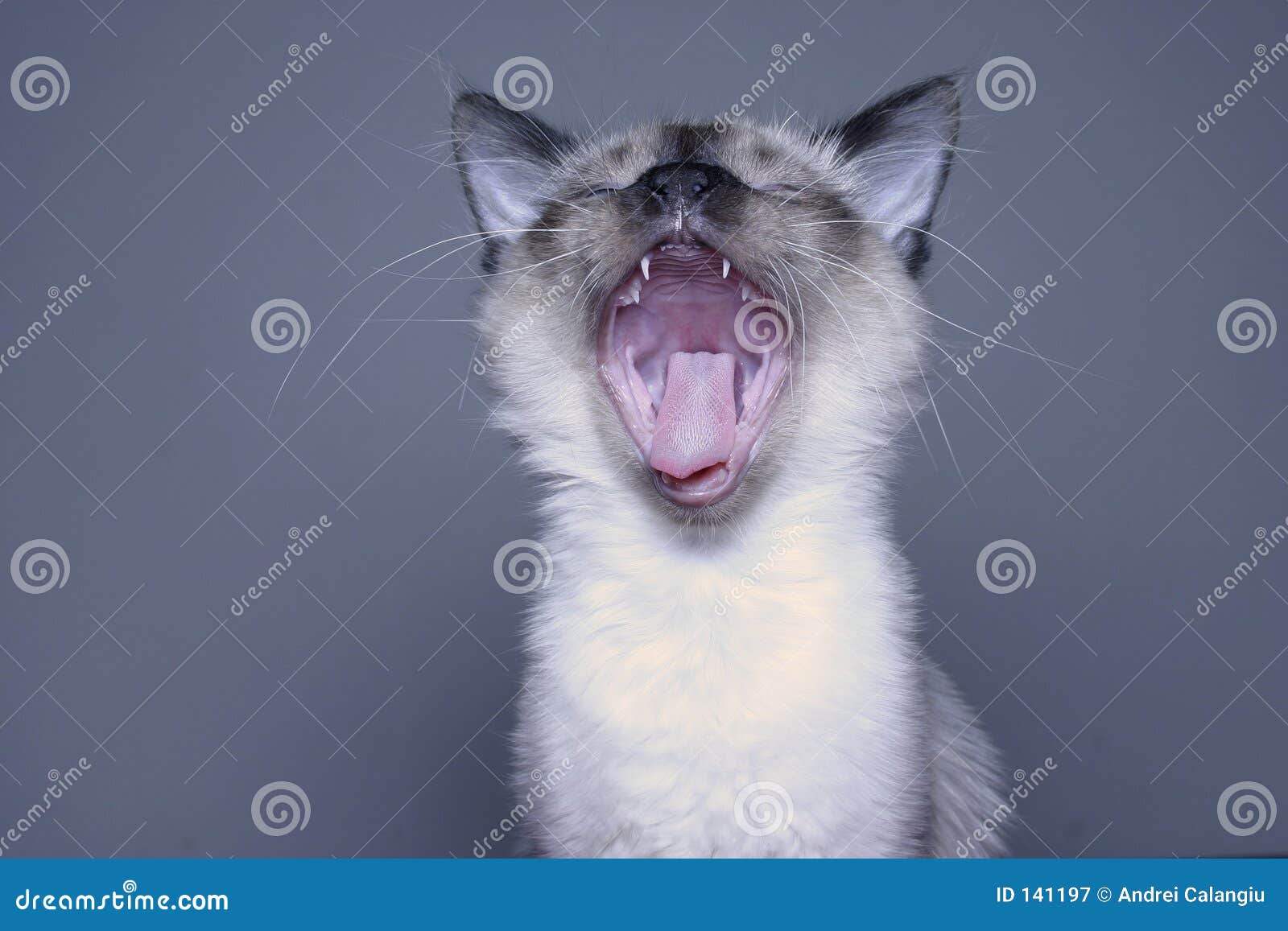 Sbadiglio immagine stock. Immagine di pets, azzurro, denti - 141197