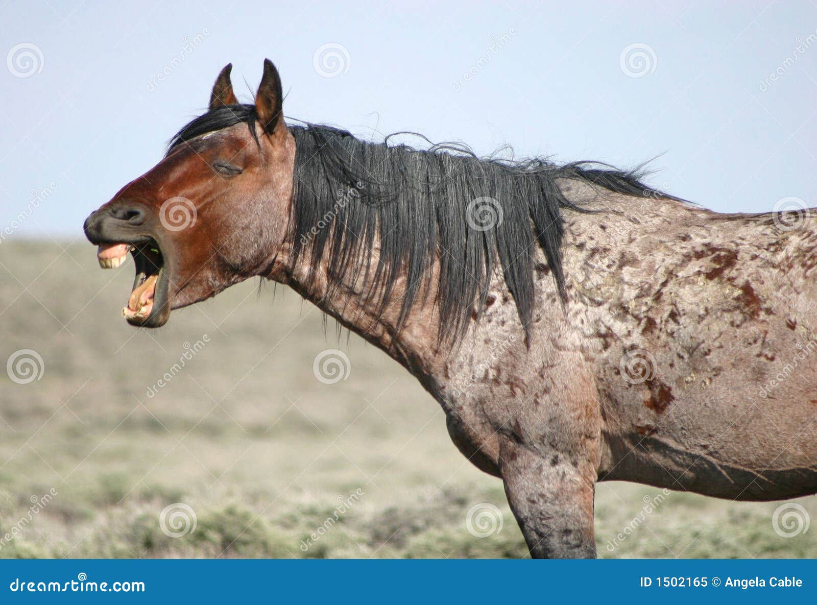 Sbadiglio Del Cavallo Selvaggio Immagine Stock - Immagine di deserto ...