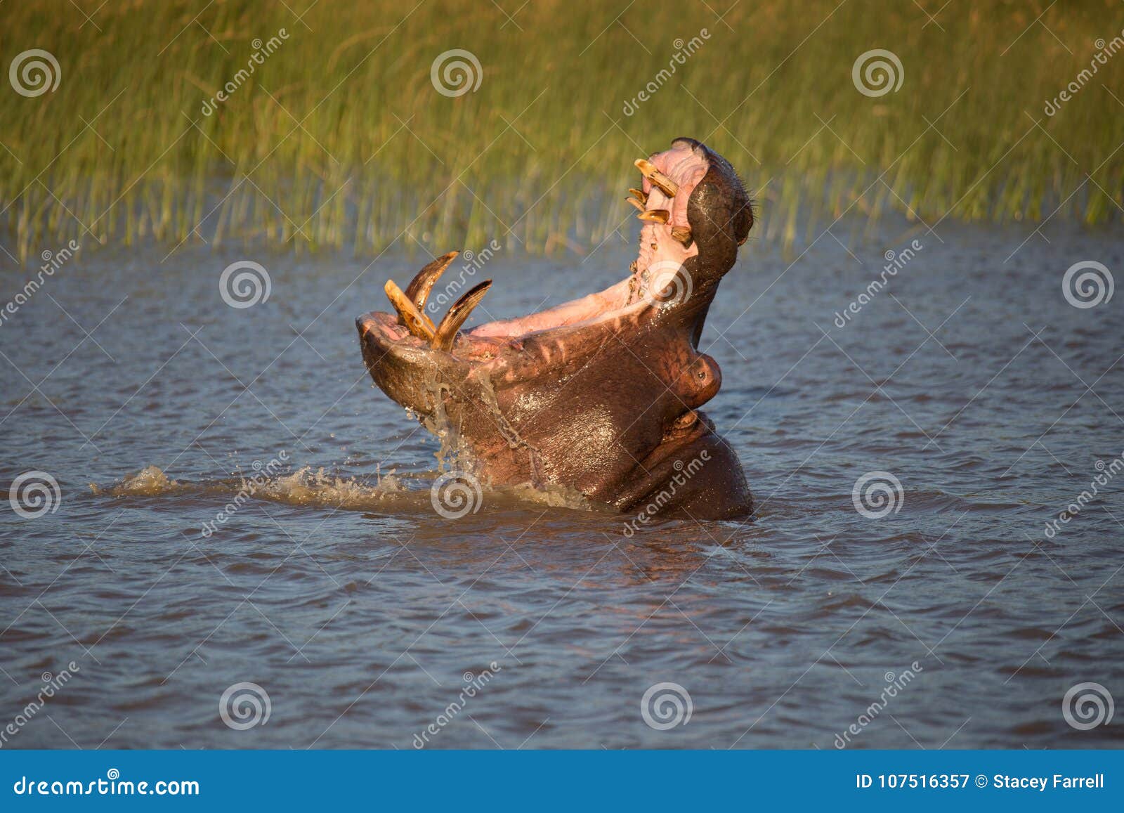 Sbadiglio dell'ippopotamo immagine stock. Immagine di zanne - 107516357