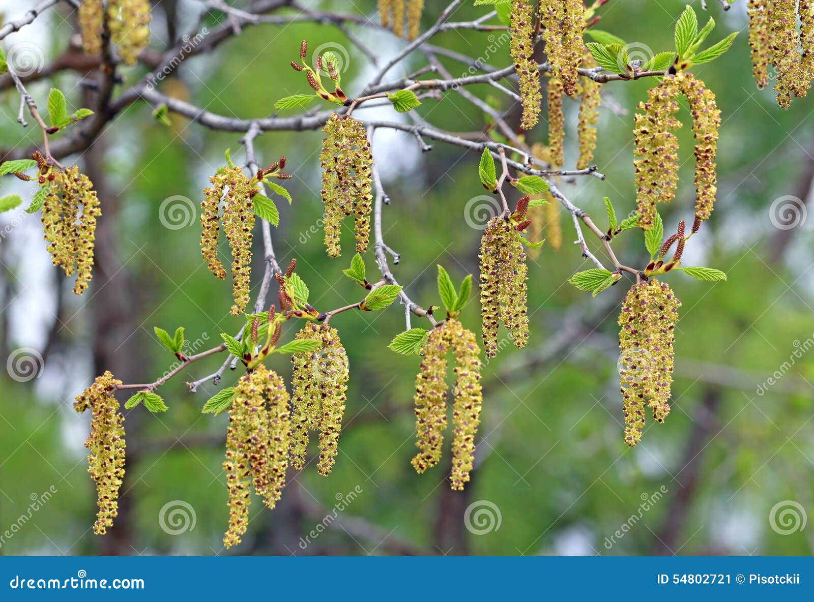 Sbocciando di un ontano immagine stock. Immagine di fogliame - 54802721