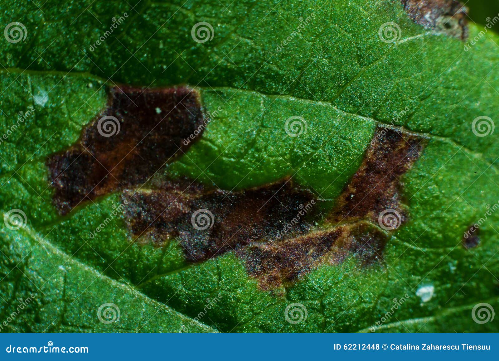 Scab disease on apple leaf stock photo. Image of food - 62212448