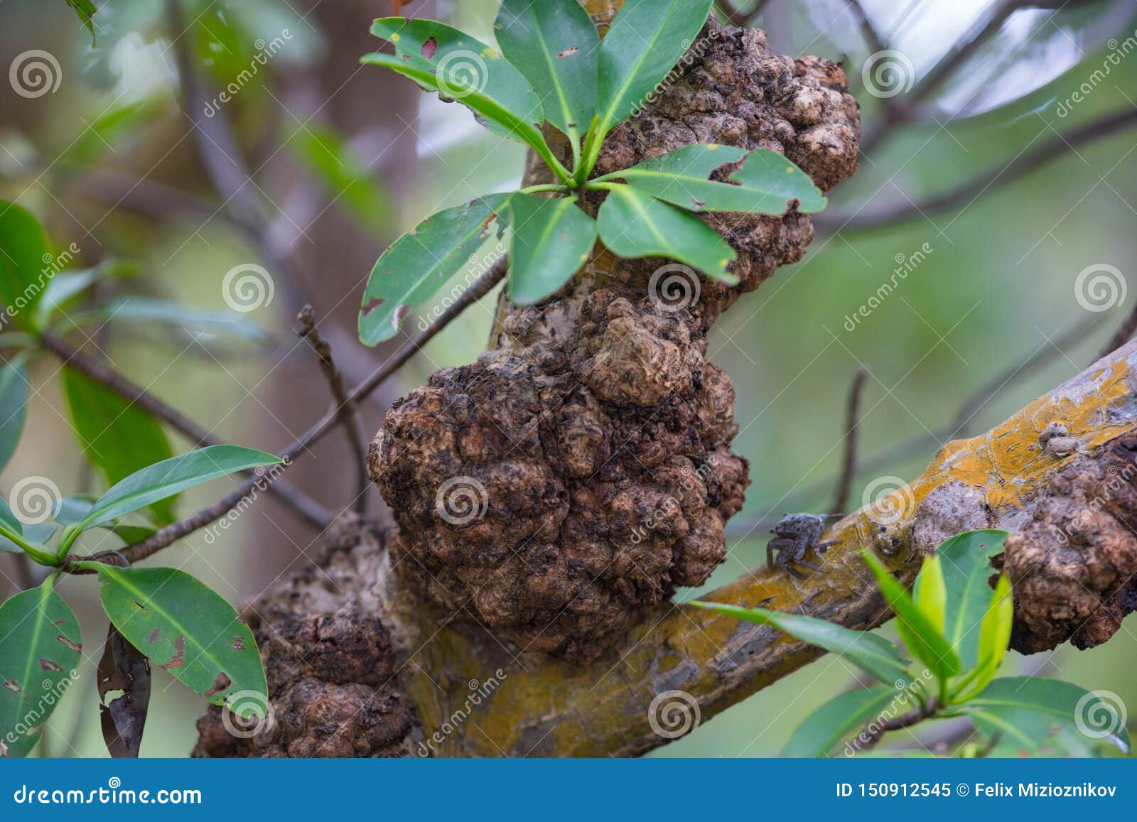 Scab Wart Growth on Mangrove Trees Stock Image - Image of bokeh, scab ...