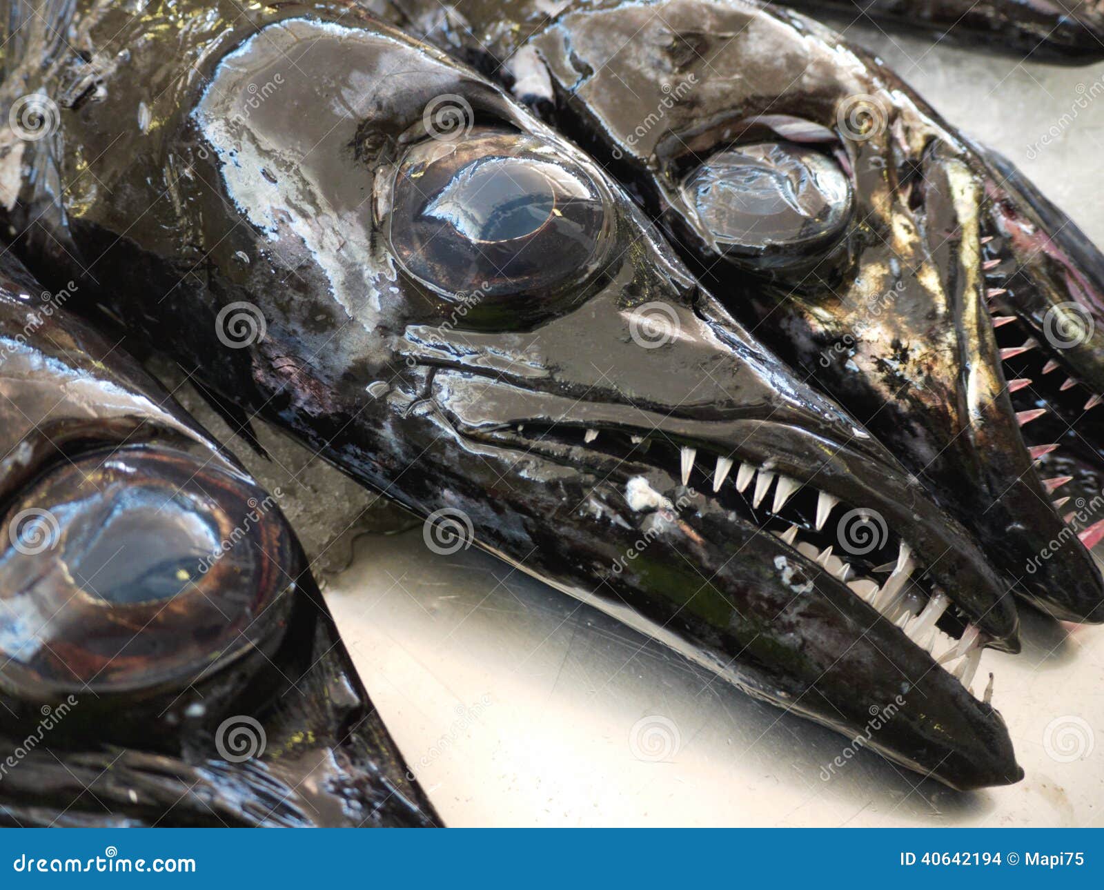 Cod Fish Heads Royalty-Free Stock Image | CartoonDealer.com #16685638