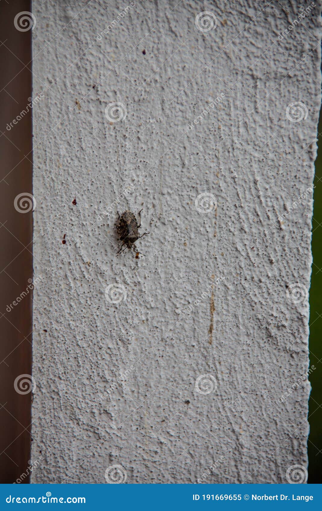 Scabby tree bug stock image. Image of arthropods, tree - 191669655