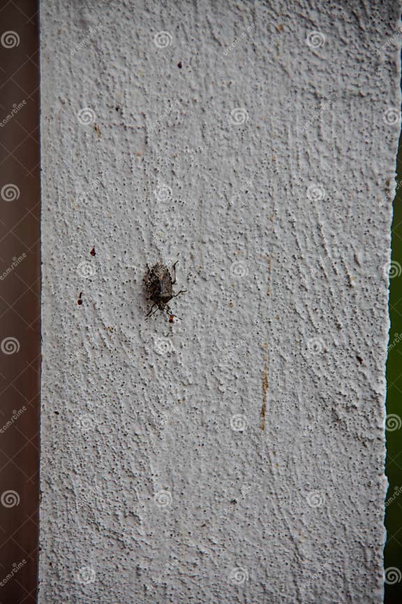 Scabby tree bug stock image. Image of arthropods, tree - 191669655