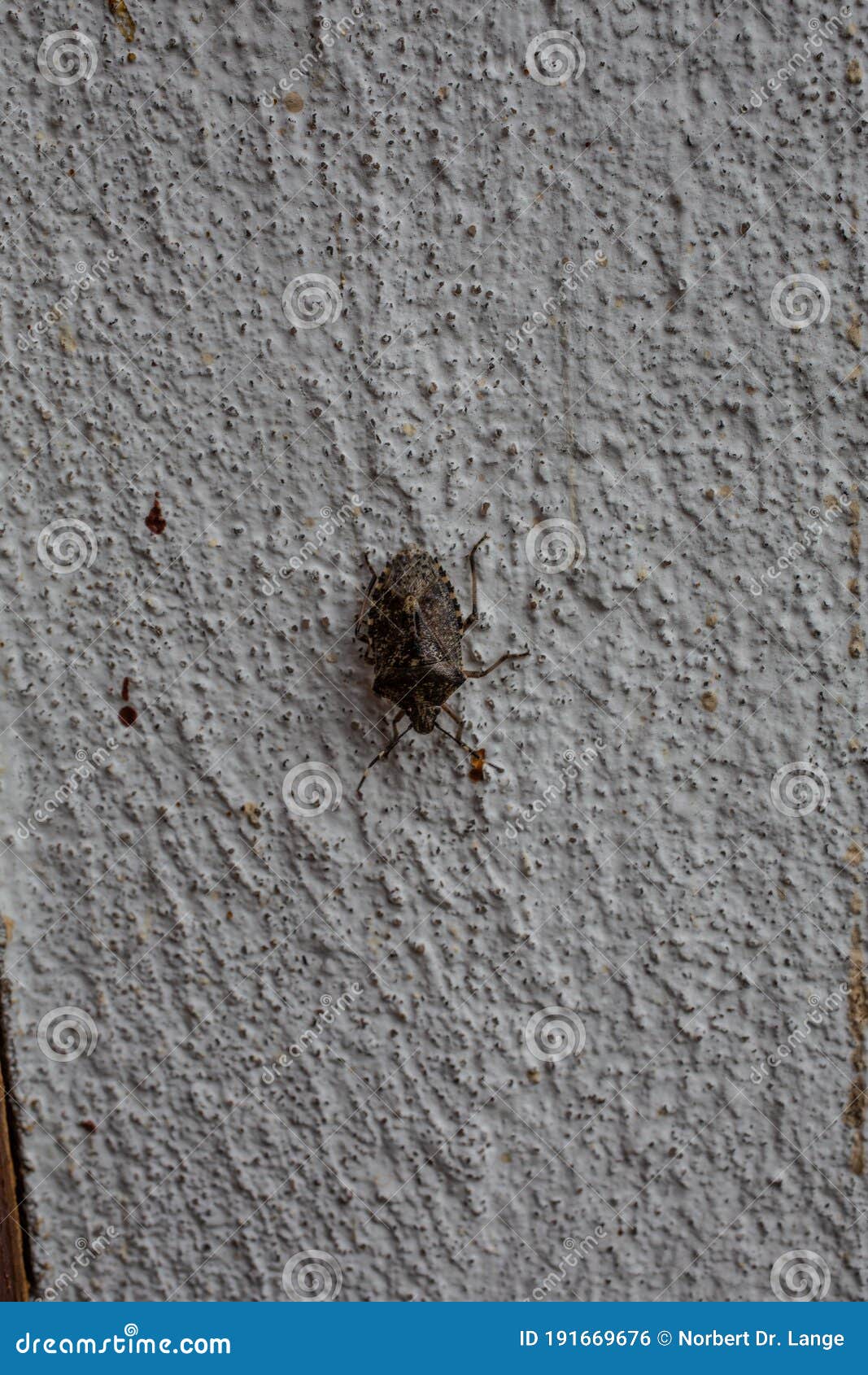 Scabby tree bug stock photo. Image of plant, scabby - 191669676