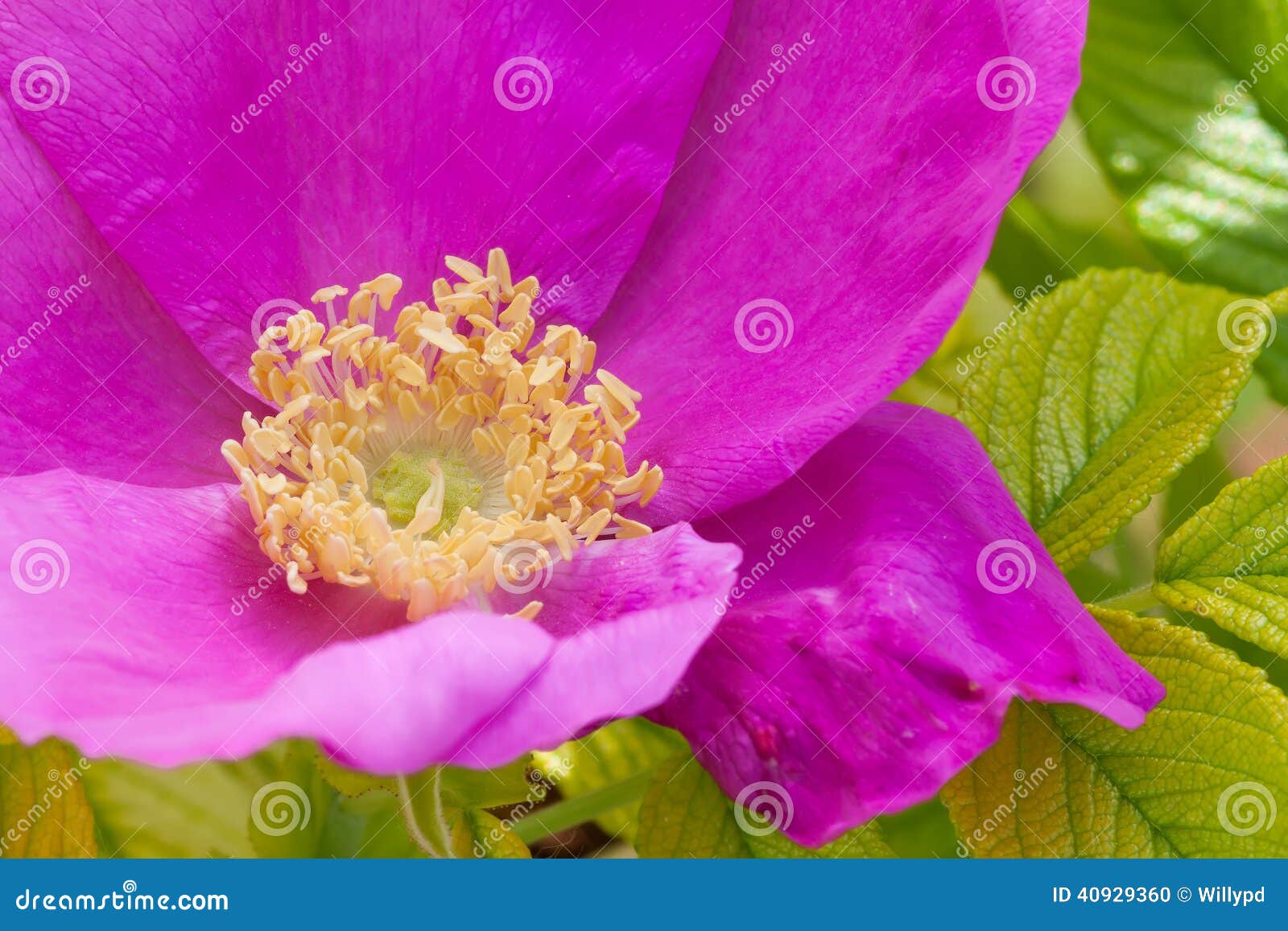 Scabrosa rose stock photo. Image of floreal, season, flora - 40929360