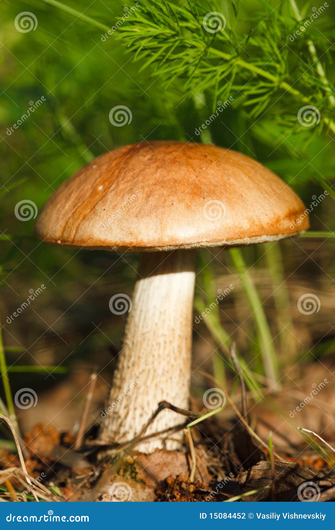 Scabrum del Leccinum fotografia stock. Immagine di funghi - 15084452