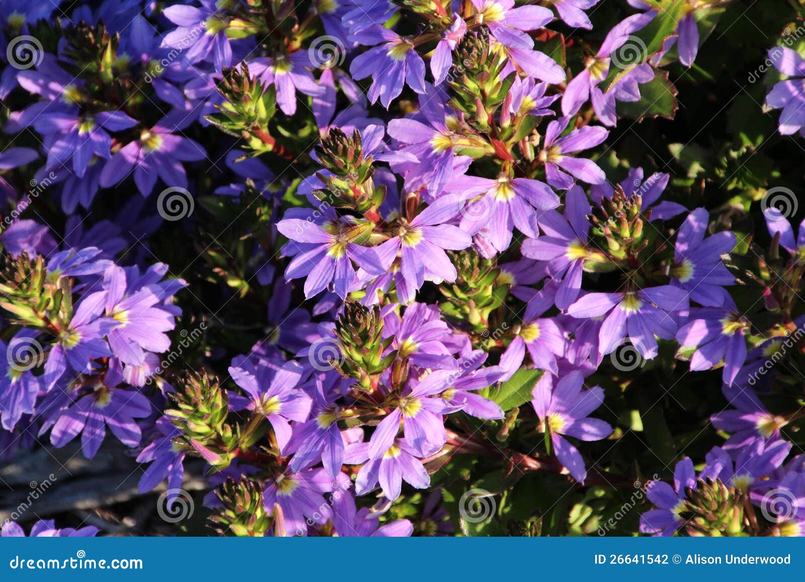 Scaevola Crassifolia Thick Leaved Fan Flower Stock Photo - Image of ...