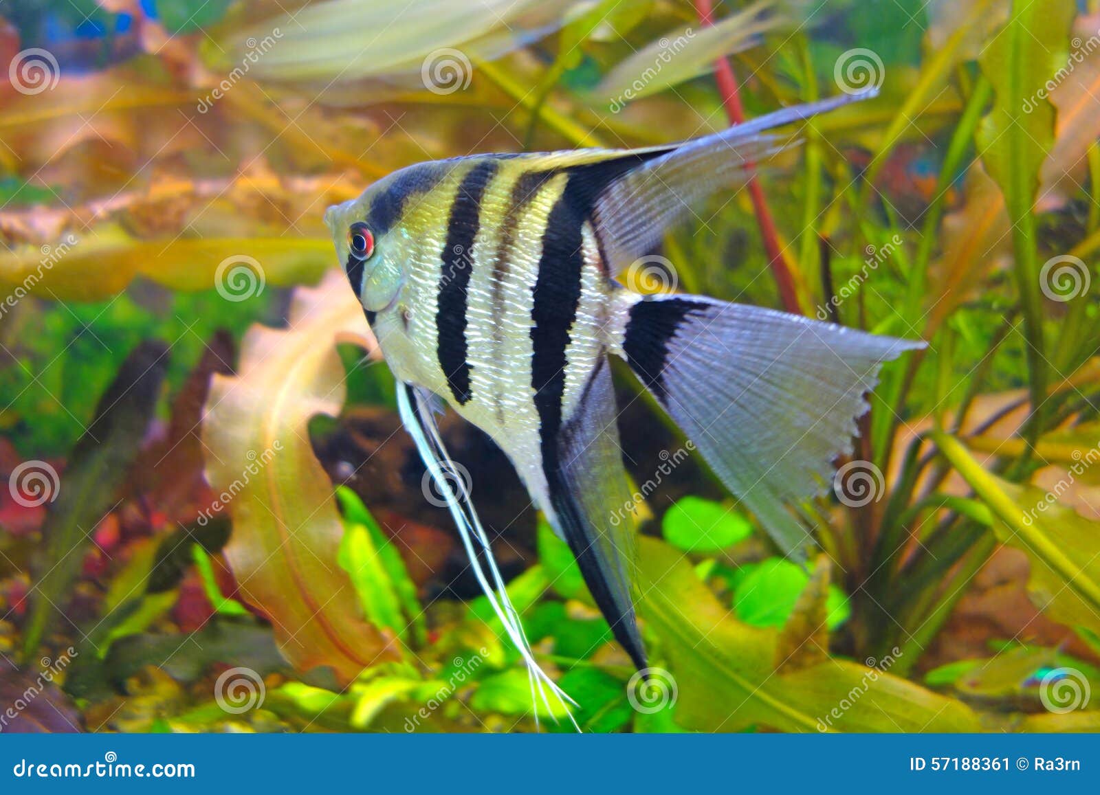 Scalaire dans un aquarium image stock. Image du mammifère - 57188361