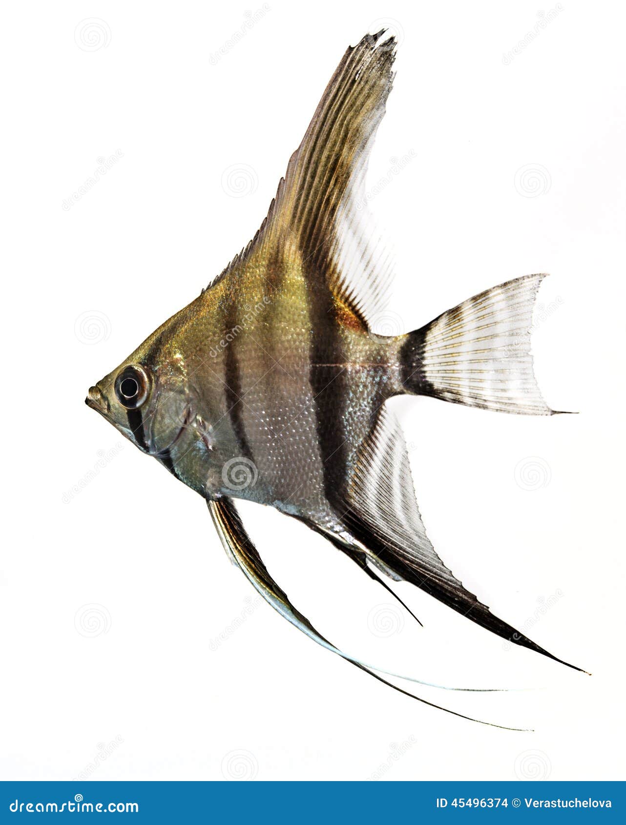 Scalaire (scalare De Pterophyllum) Photo stock - Image du animal ...