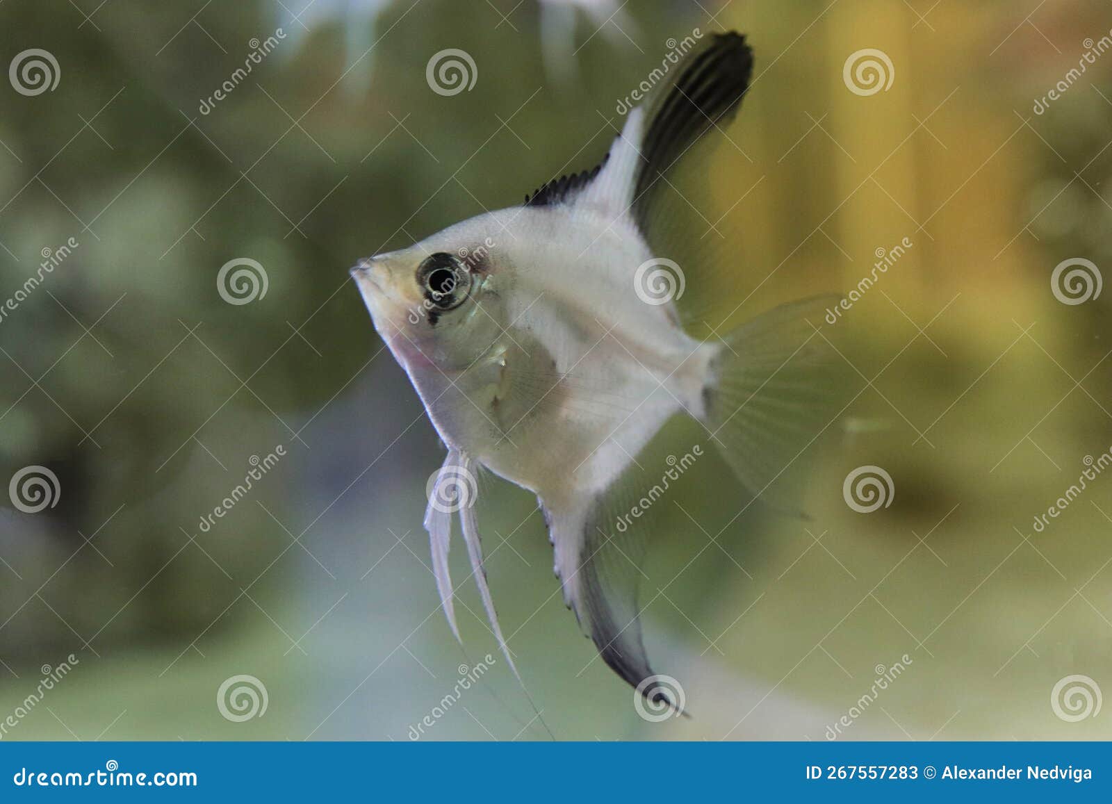 Scalar Anglefish. Aquarium Macro Closeup Background Stock Image - Image ...