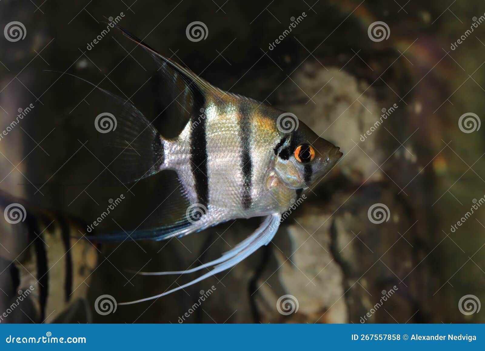 Scalar Anglefish. Aquarium Macro Closeup Background Stock Photo - Image ...