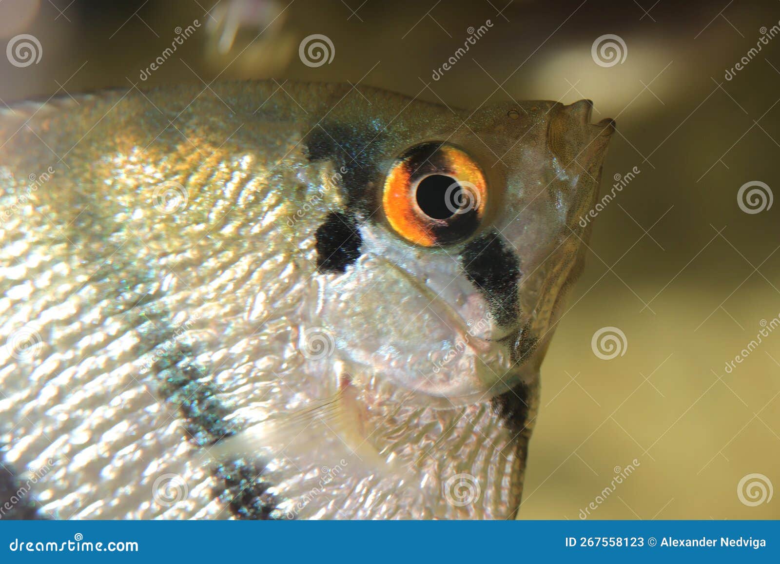Scalar Anglefish Face. Aquarium Macro Closeup Background Stock Image ...