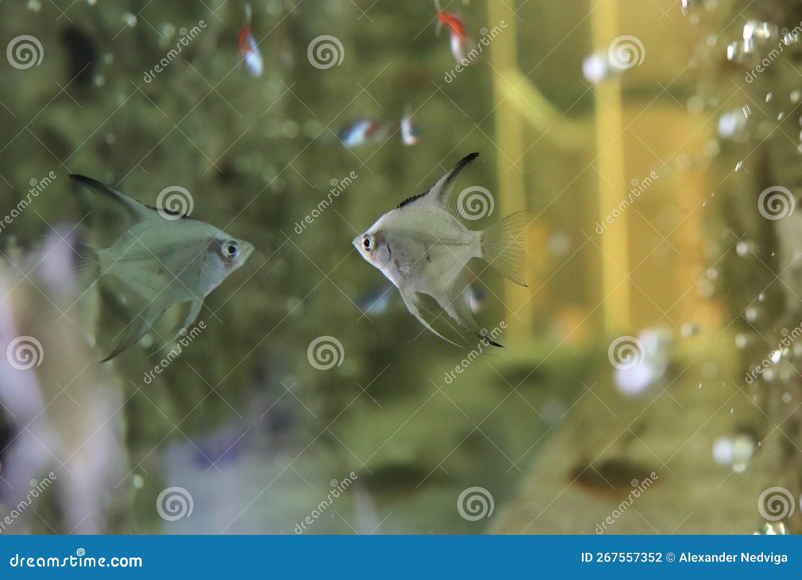 Scalar Anglefish Looking in His Reflection. Aquarium Macro Closeup ...