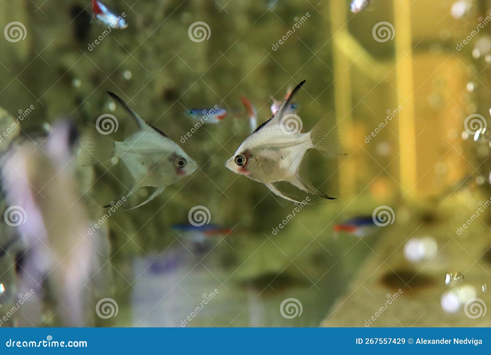 Scalar Anglefish Looking in His Reflection. Aquarium Macro Closeup ...