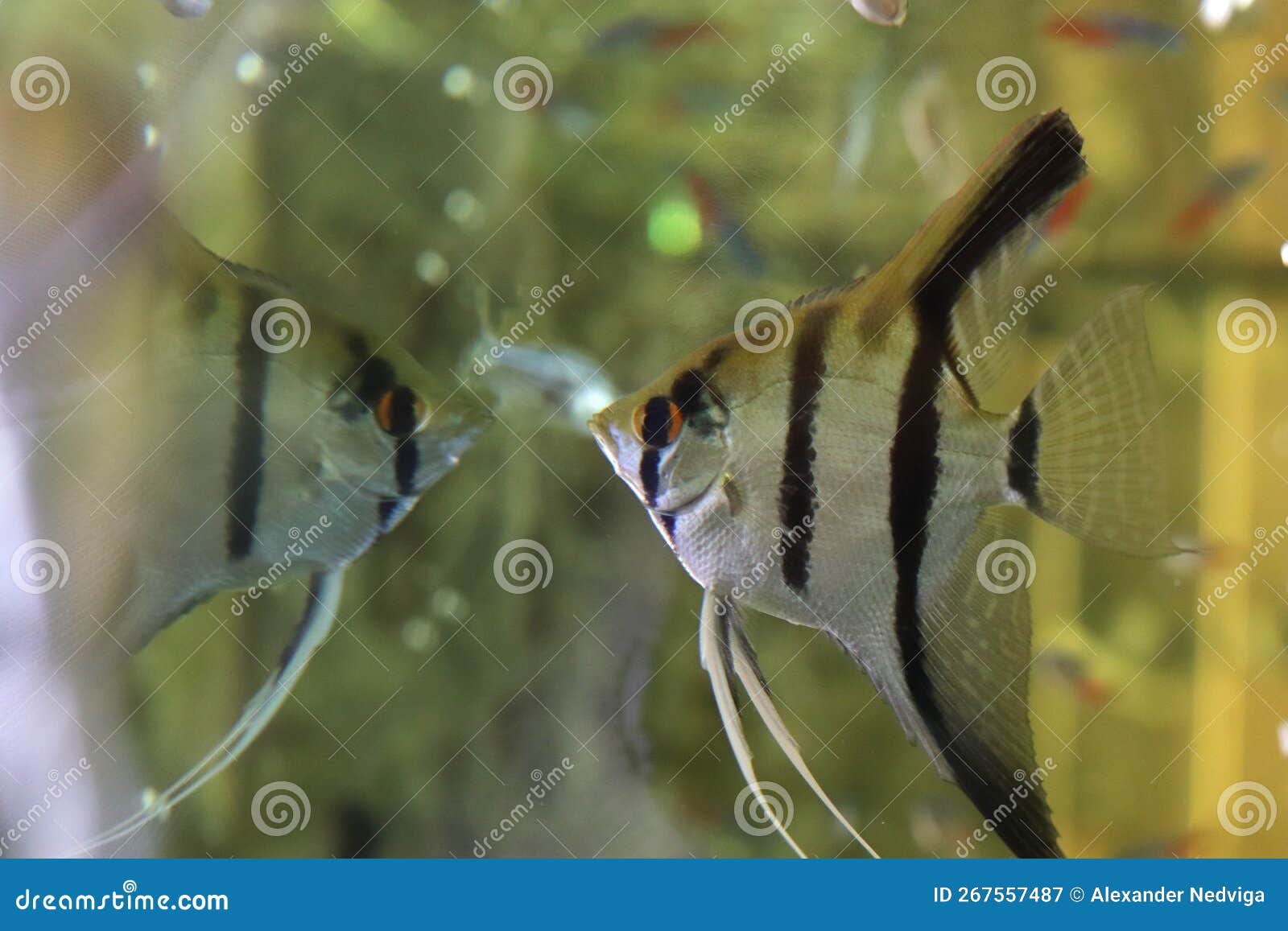 Scalar Anglefish Looking in His Reflection. Aquarium Macro Closeup ...