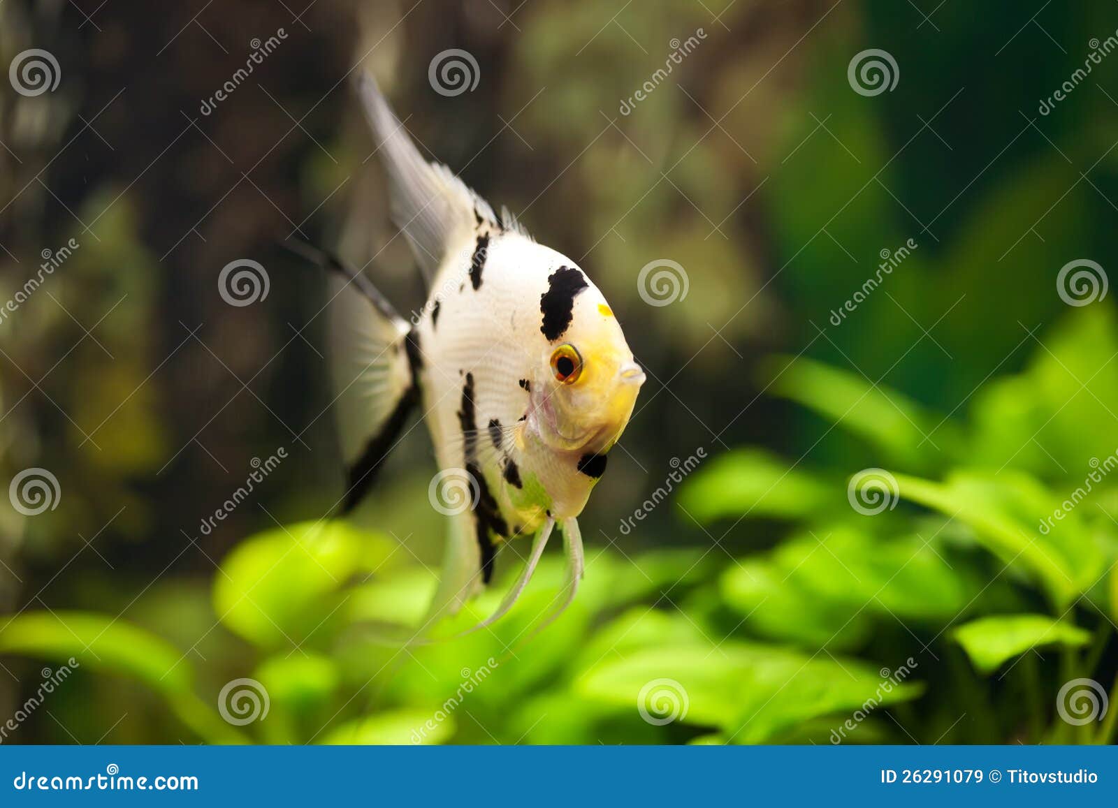 Scalar Aquarium Fish in the Green Algae Stock Image - Image of ...