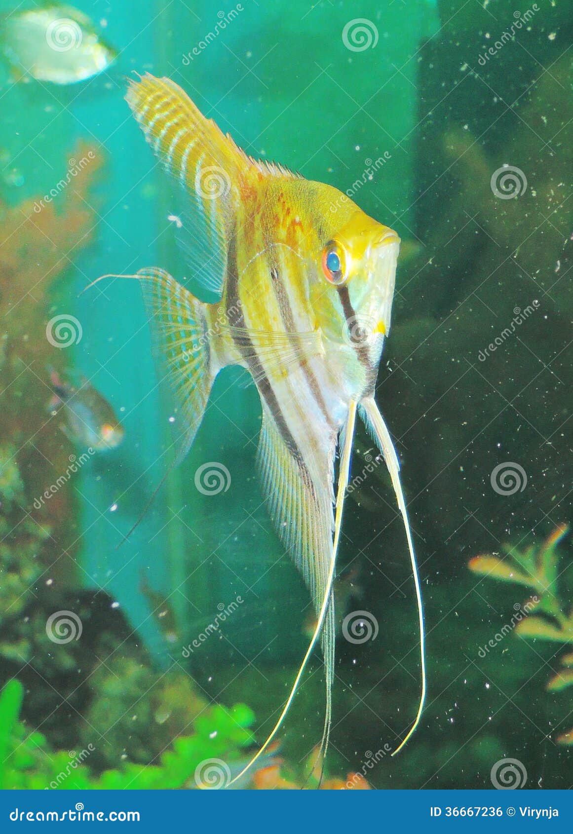 Scalar stock photo. Image of leisure, decorative, freshwater - 36667236