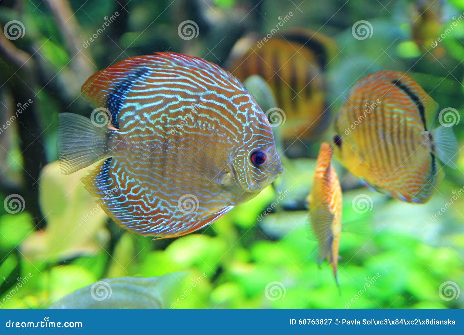 Scalar fish stock image. Image of ocean, algae, aquarium - 60763827