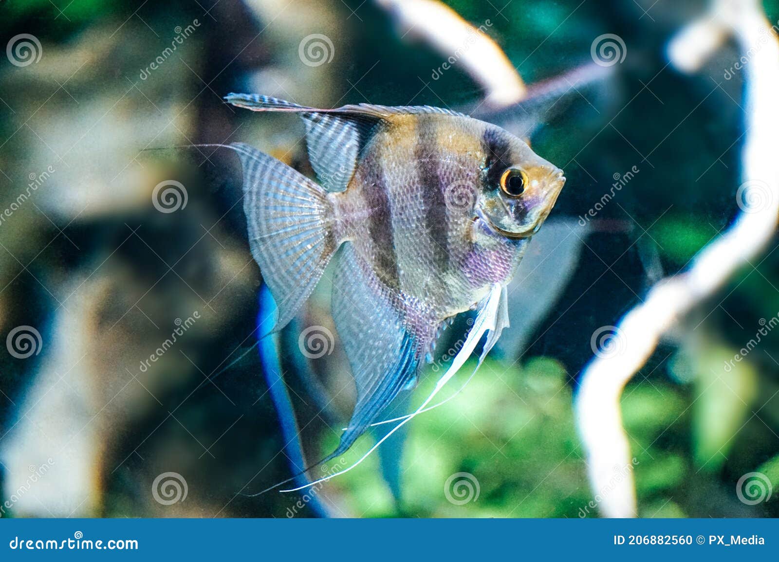 Scalar fish - side view stock photo. Image of view, stripes - 206882560