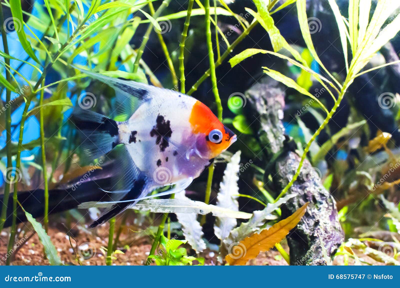 106 Scalar Koi Photos - Free & Royalty-Free Stock Photos from Dreamstime