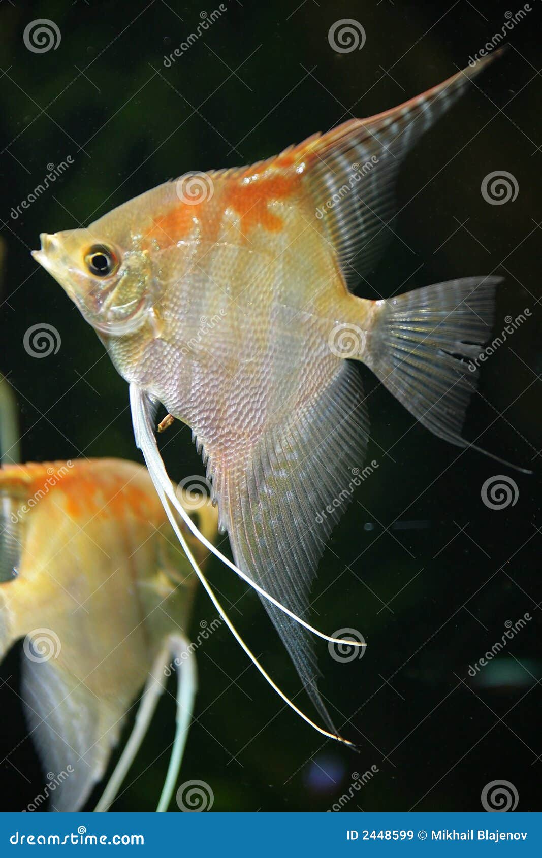 Scalare fish 3 stock image. Image of nice, portrait, life - 2448599