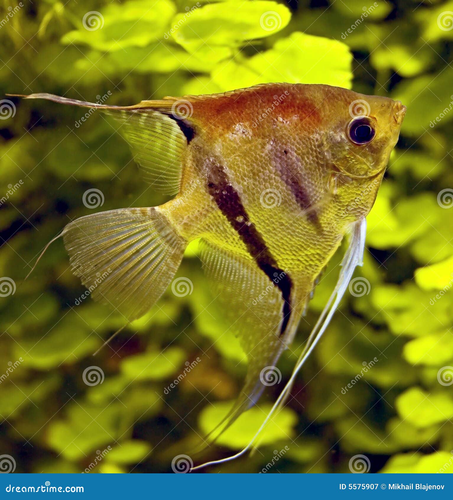 Scalare fish 6 stock image. Image of nice, coldblooded - 5575907