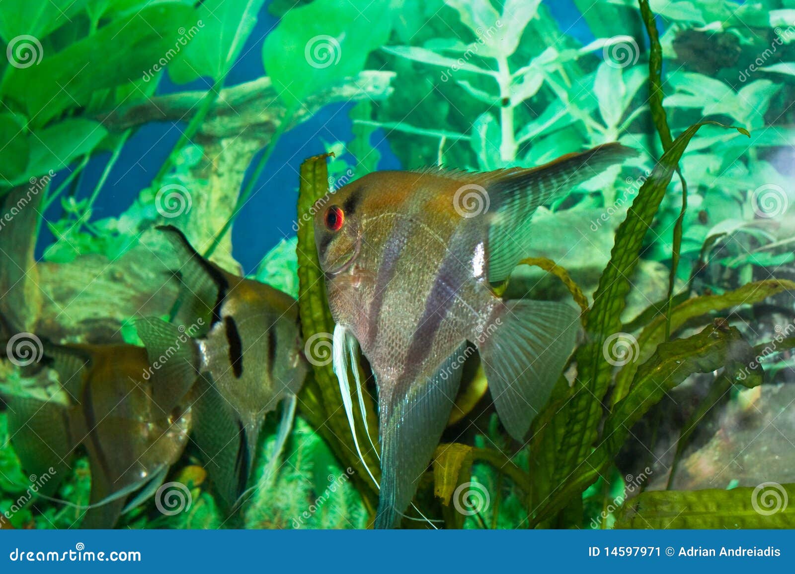Scalare Fish in an Aquarium Stock Image - Image of fishes, water: 14597971