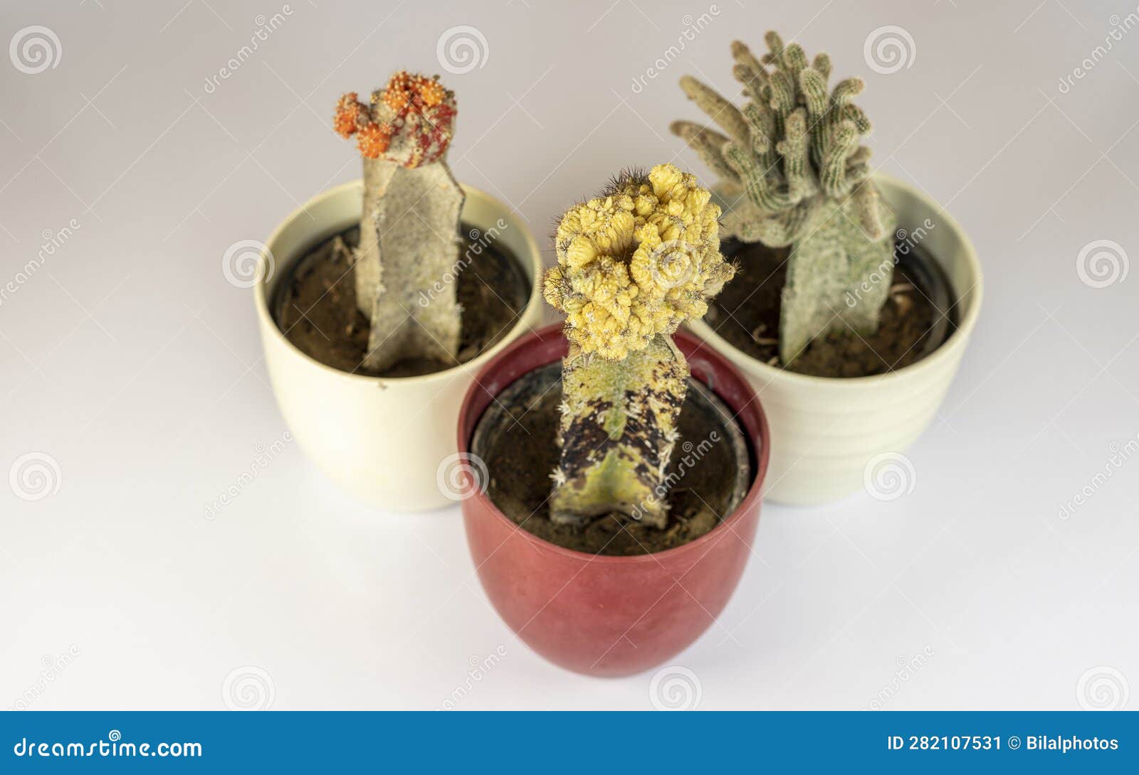 Scale Attacked on Grafted Cactus Stock Image - Image of ball, parasite ...