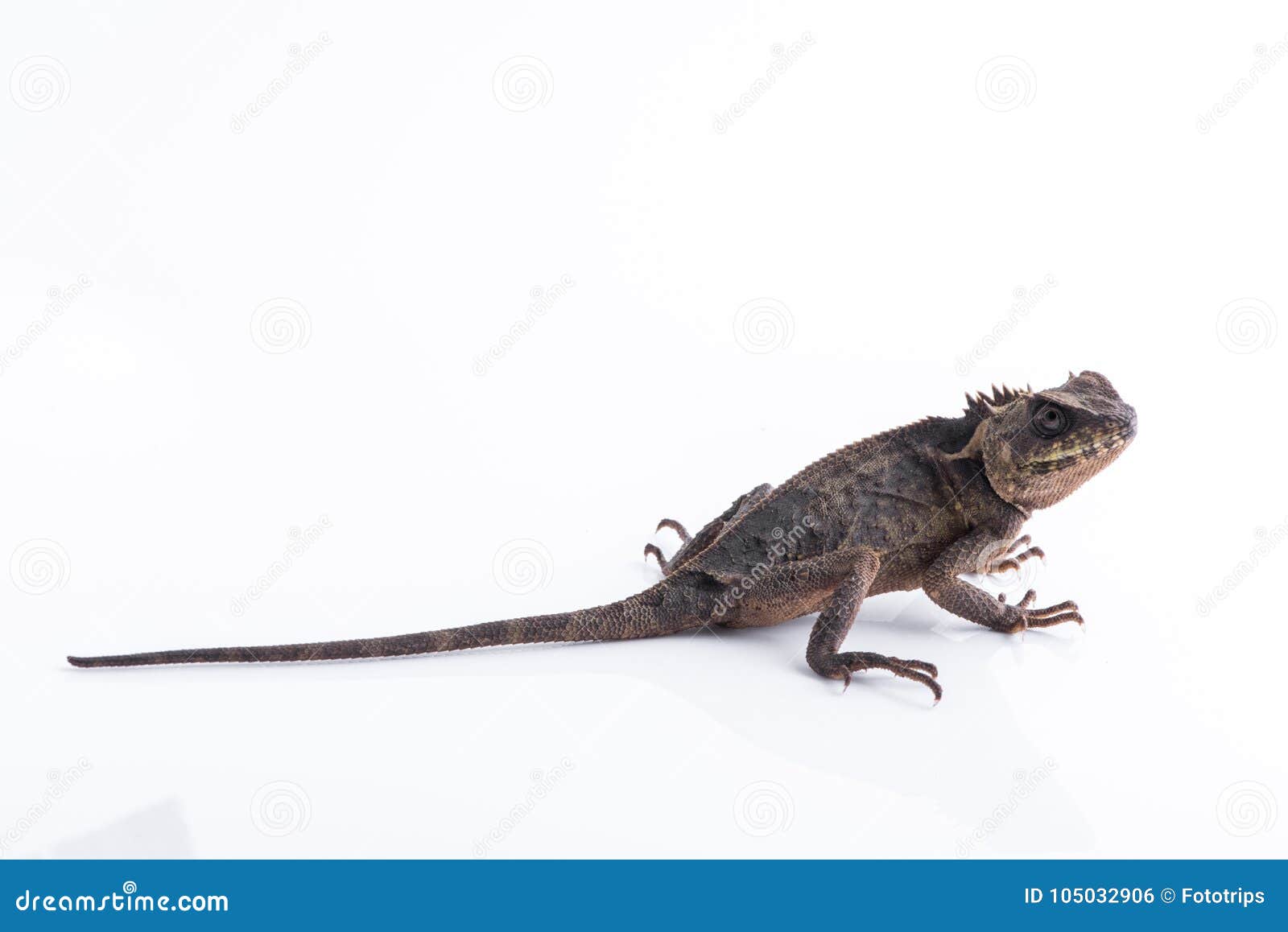 Scale-Bellied Tree Lizard On White Background , Lizard Of Thailand ...