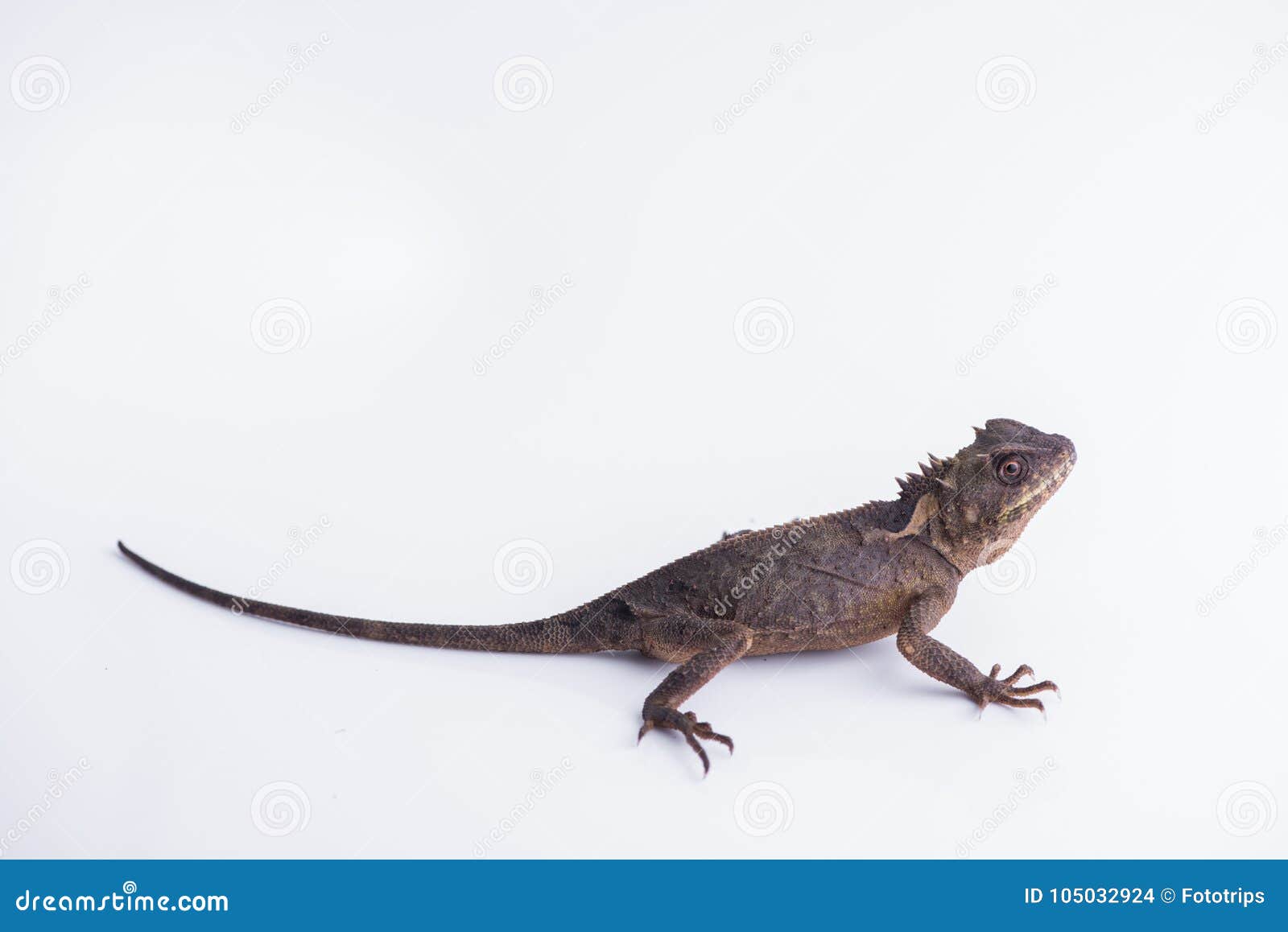 Scale-Bellied Tree Lizard On White Background , Lizard Of Thailand ...