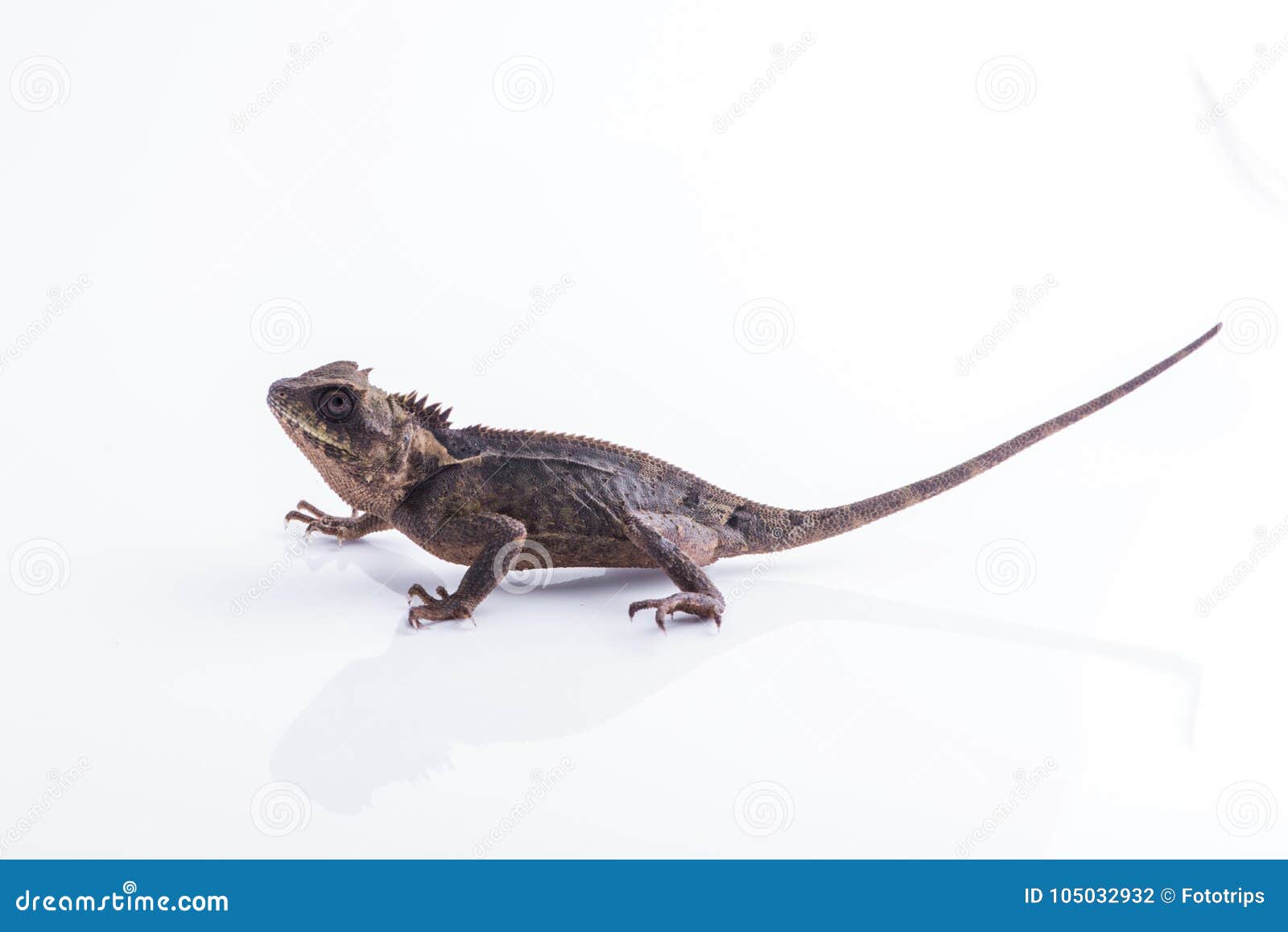Scale-Bellied Tree Lizard On White Background , Lizard Of Thailand ...