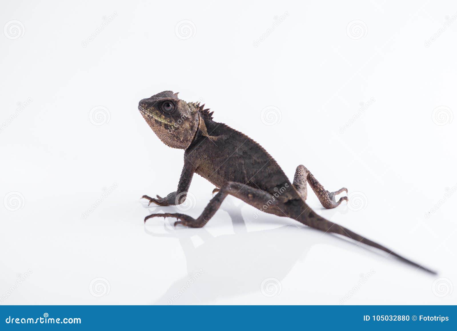Scale-Bellied Tree Lizard On White Background , Lizard Of Thailand ...
