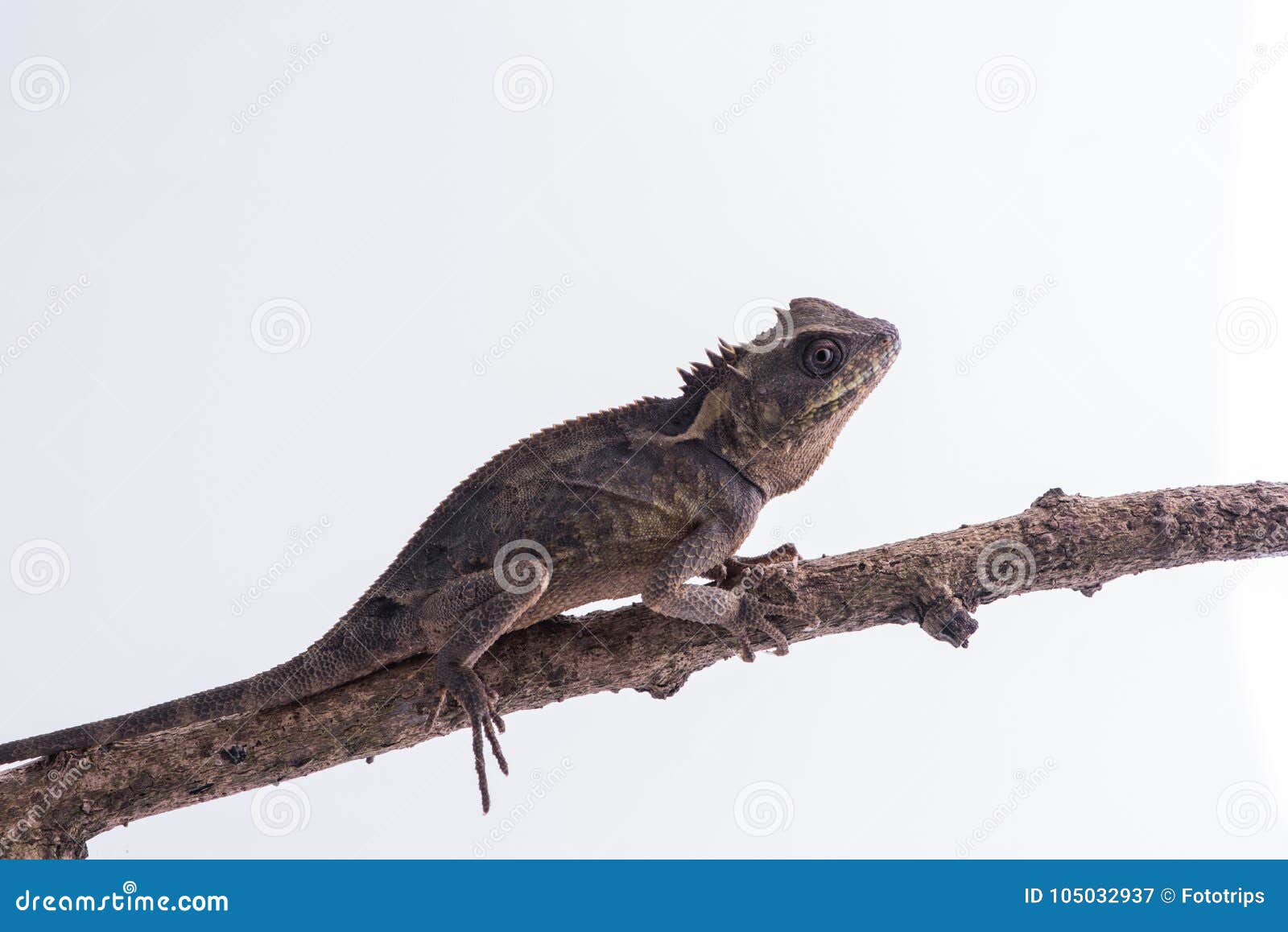 Scale-Bellied Tree Lizard On White Background , Lizard Of Thailand ...