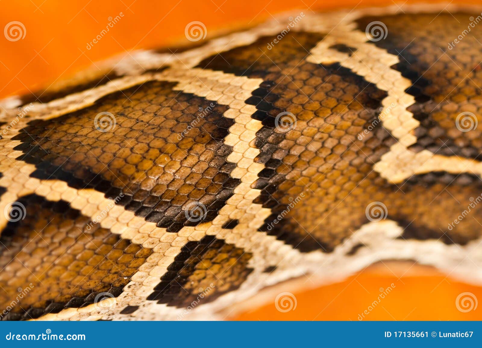 Scale of Burmese python. stock image. Image of beauty - 17135661