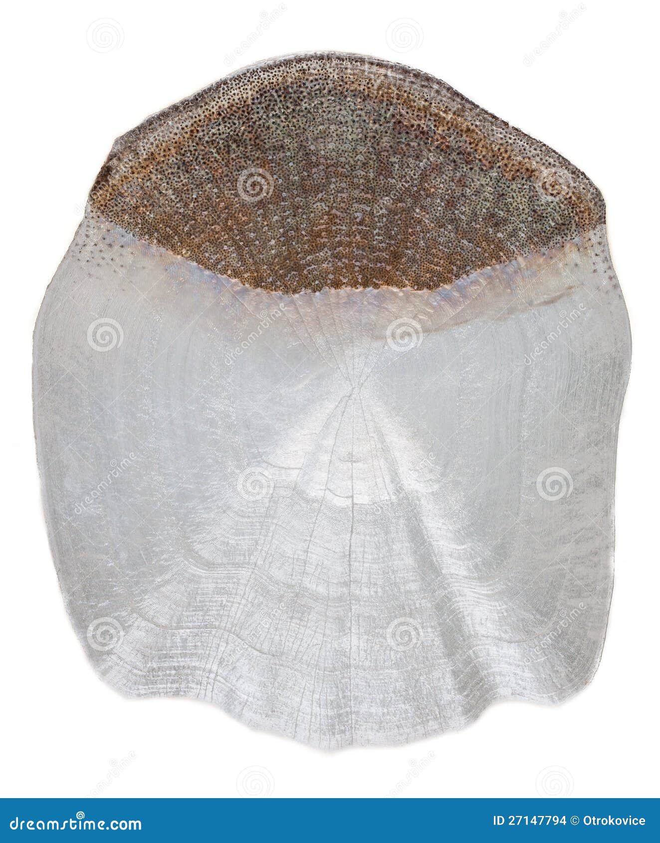 Scale carp stock photo. Image of aquatic, nature, carp - 27147794