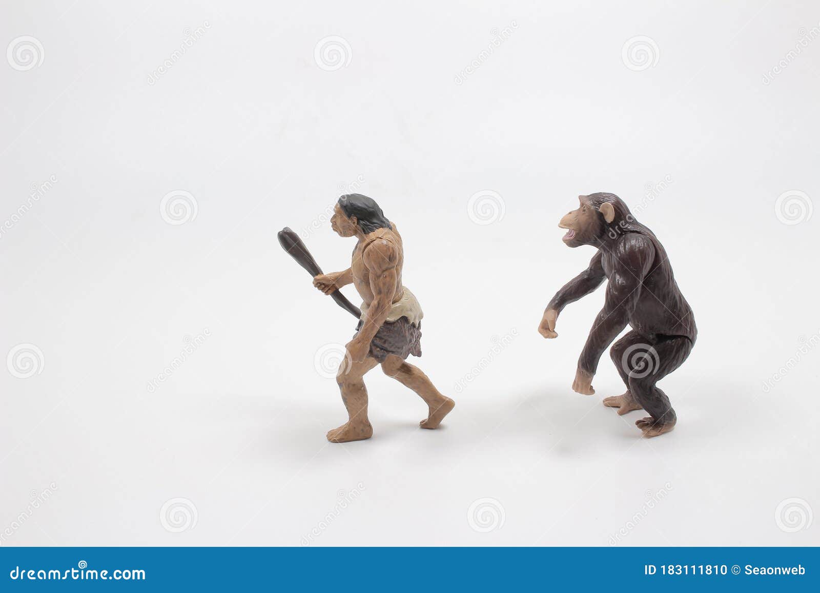 A Scale of Figure of Human Evolution Stock Photo - Image of cell, spine ...