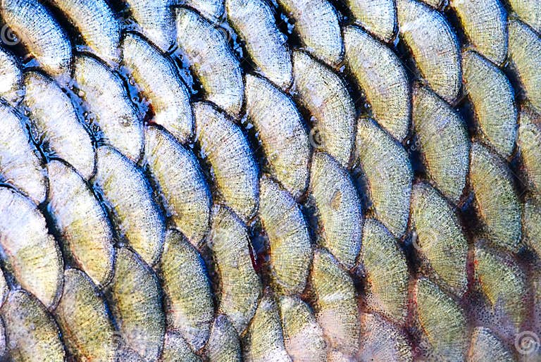 Scale of fish stock image. Image of full, tail, close - 13172411