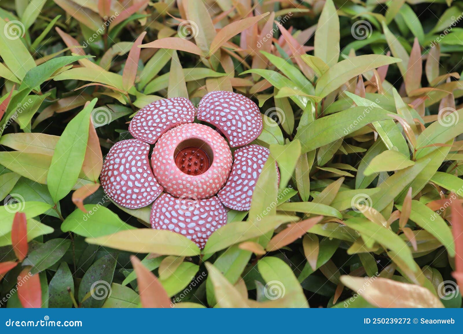 A Scale of Full-bloomed Rafflesia Arnoldii Flower in Bengkulu Forest ...